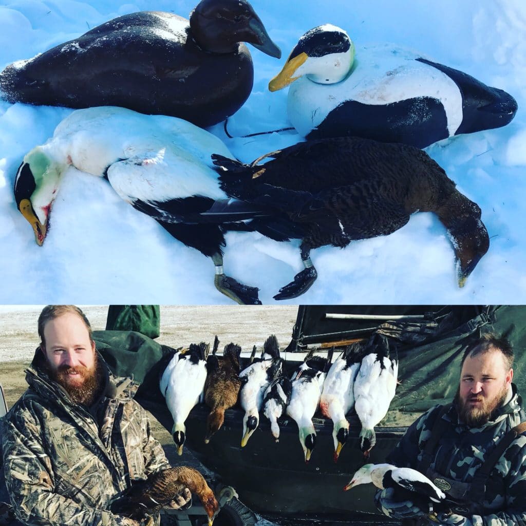 Guided Maine Sea Duck Hunting & Diver Duck Hunts in Maine