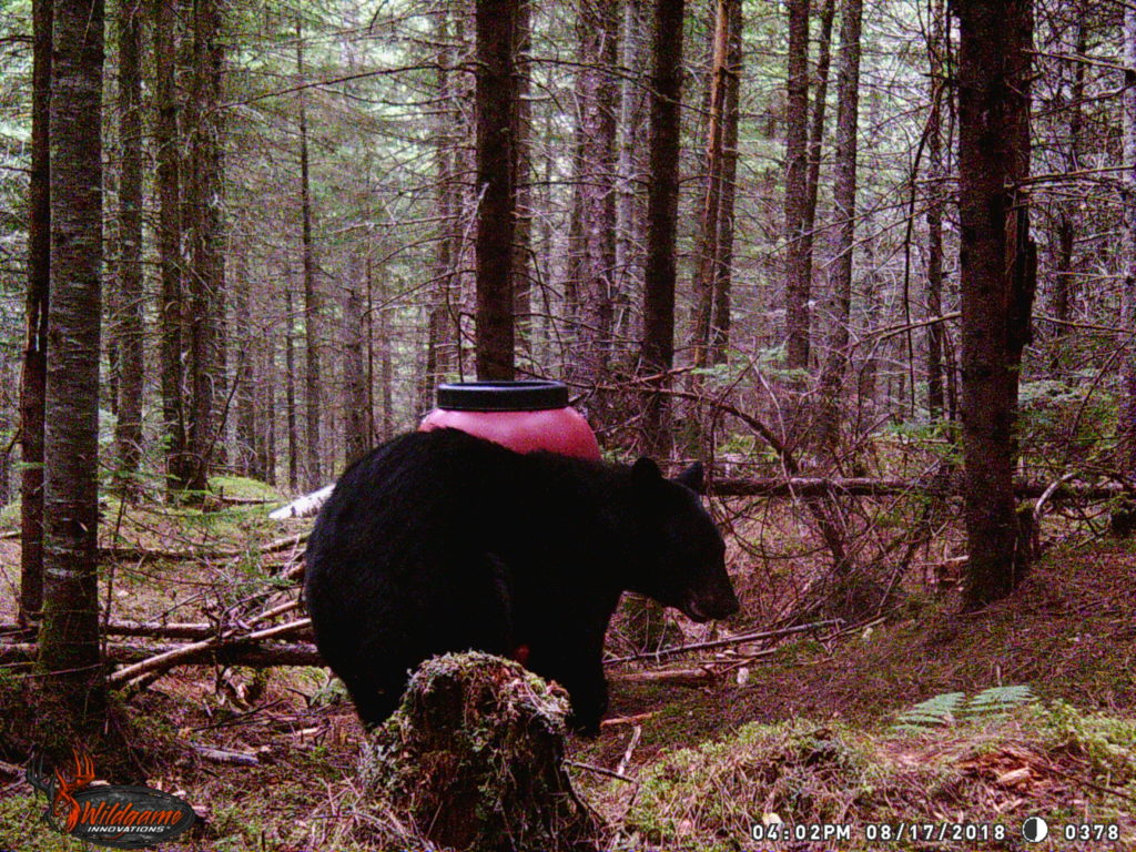 Maine Black Bear Hunts in the Western Mountains, Hills & Valleys